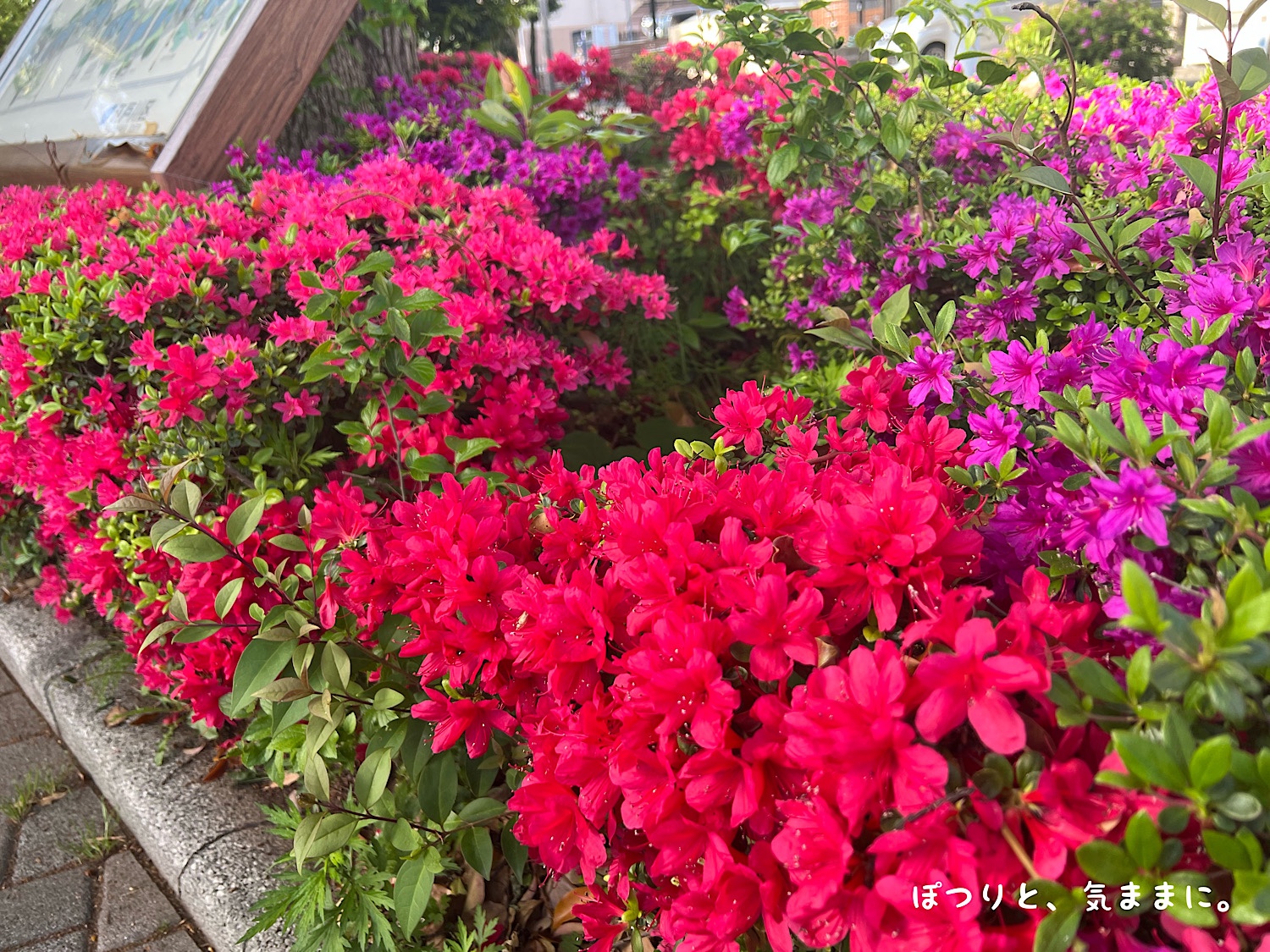 ツツジの季節 │ ぽつりと、気ままに。